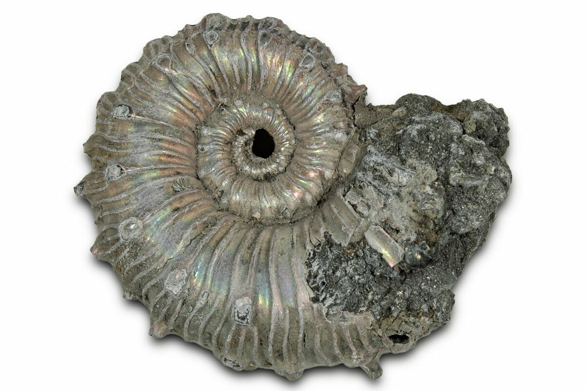 1.8" Iridescent, Pyritized Ammonite Fossil - Russia (#336236) For Sale ...