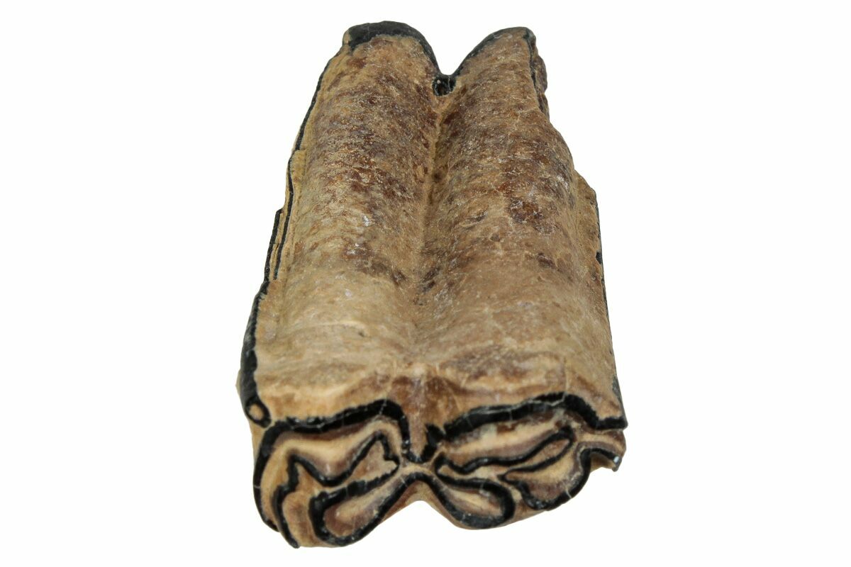 1.6" Fossil Three-Toed Horse Tooth - Bone Valley, Florida (#336401) For ...