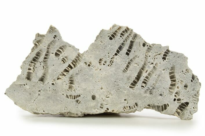 7.4" Silurian Dolostone w/ Sparkling Fossil Coral (Fletcheria) - Ohio ...