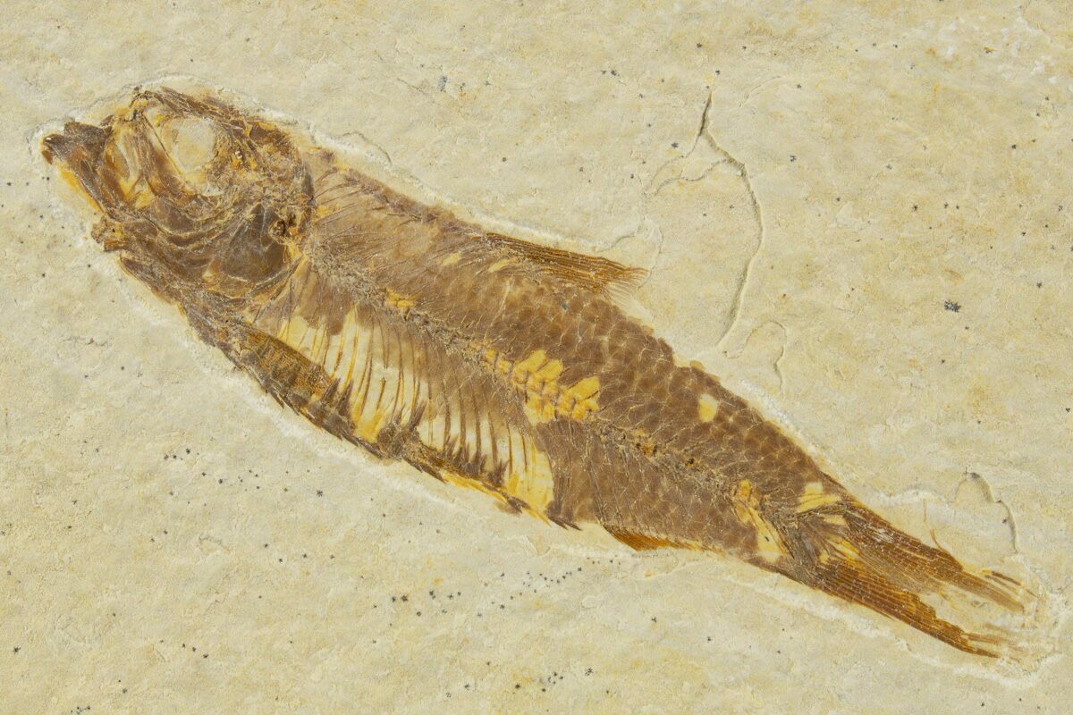 2.4" Detailed Fossil Fish (Knightia) - Wyoming (#333847) For Sale ...