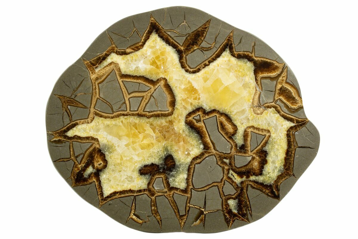 7.6" Polished Septarian Slab - Utah (#338237) For Sale - FossilEra.com