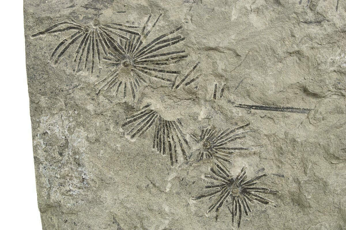 6.2" Carboniferous Fossil Horsetail (Annularia) Plate - France (#338439 ...