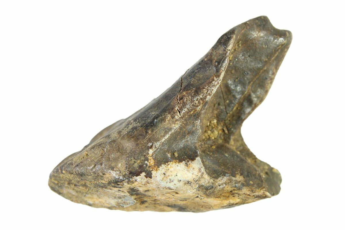 .80" Partially Rooted Fossil Dinosaur (Triceratops) Tooth - Montana ...