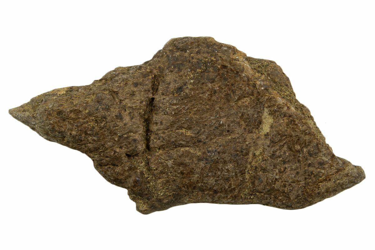 3.7" Dinosaur (Triceratops) Frill Shield Section - Montana (#338911 ...