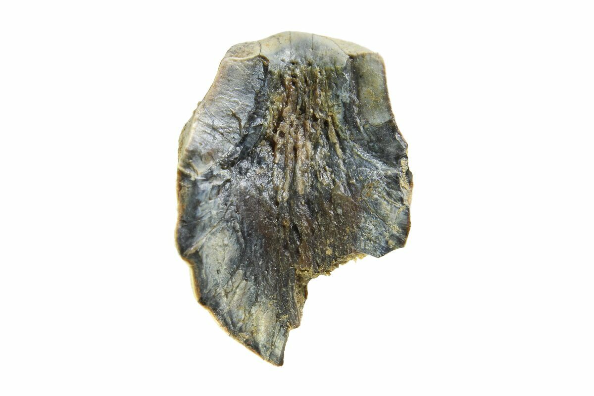 Bargain, .49" Fossil Nodosaurid (Denversaurus) Tooth - Montana (#338902 ...