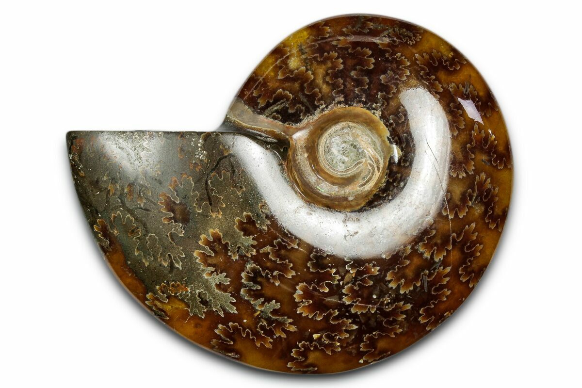 3.1" Polished Ammonite (Cleoniceras) Fossil - Madagascar (#339173) For ...
