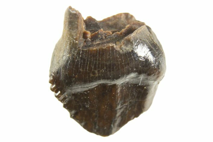 .23" Fossil Dinosaur (Ankylosaurus) Tooth - Montana (#338967) For Sale ...