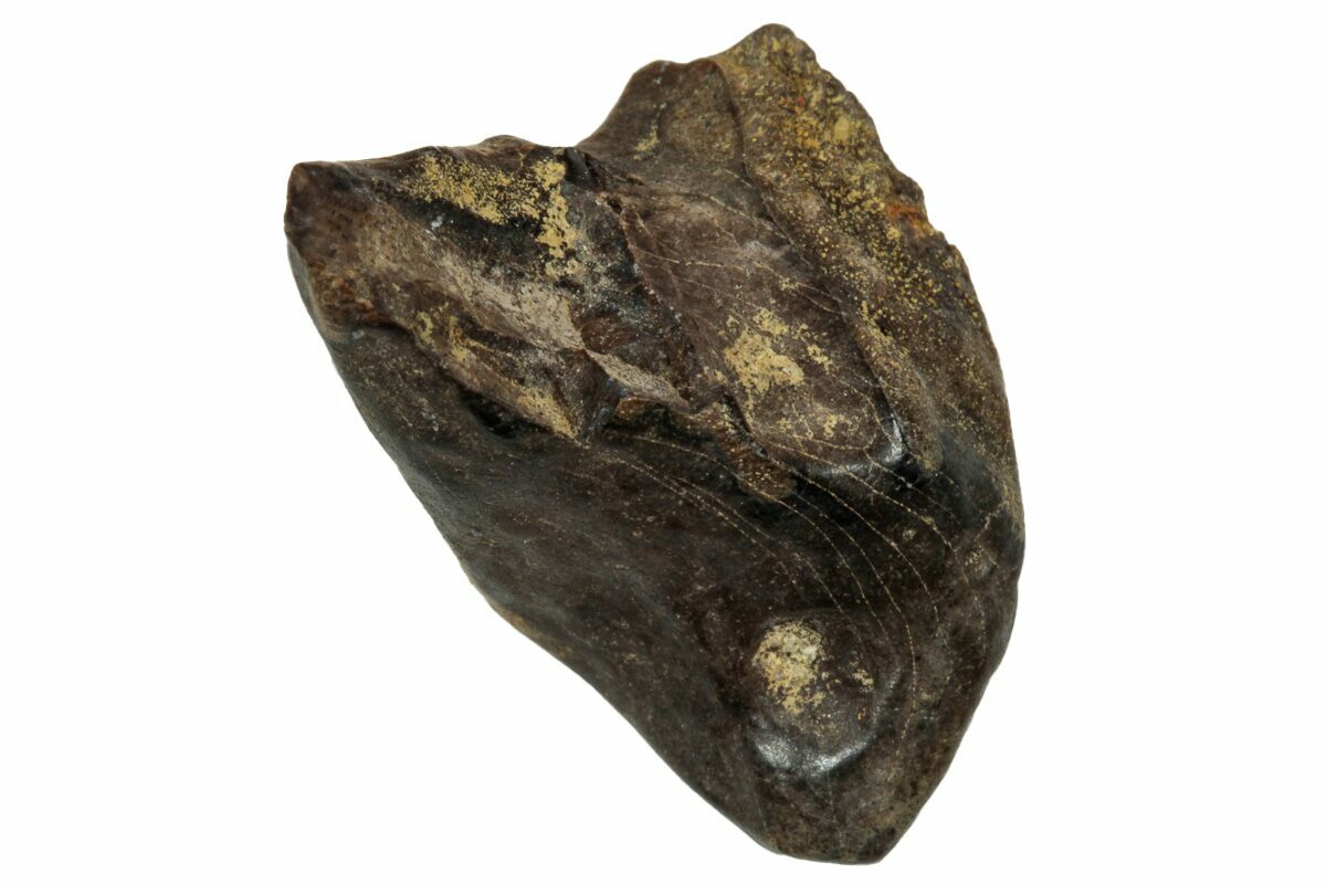 .69" Fossil Dinosaur (Triceratops) Tooth - Partially Rooted (#339862 ...