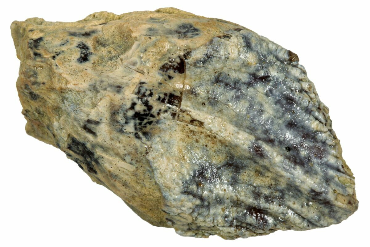 .77" Fossil Dinosaur (Triceratops) Tooth - Partially Rooted (#339864 ...