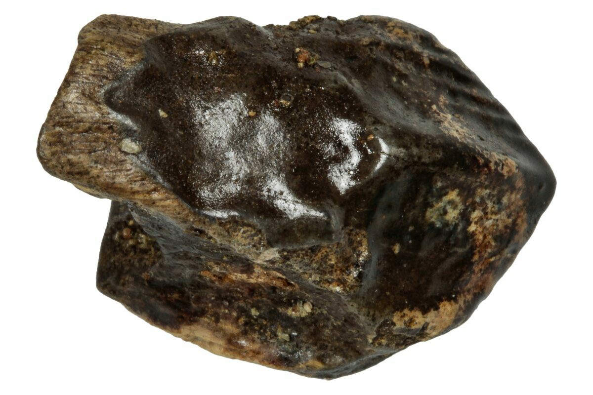 .71" Fossil Dinosaur (Triceratops) Tooth - Partially Rooted (#339865 ...