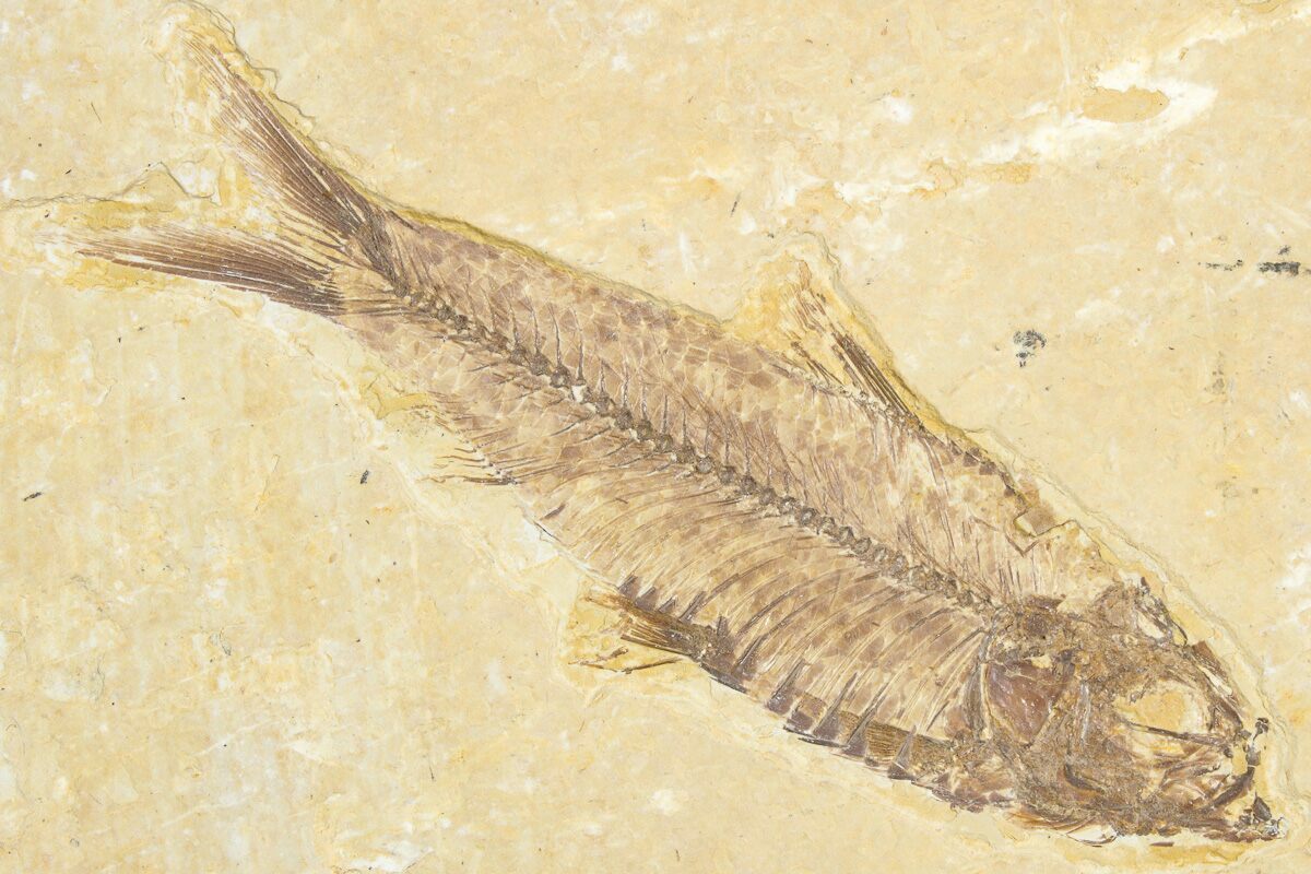 3.1" Detailed Fossil Fish (Knightia) - Wyoming (#333980) For Sale ...