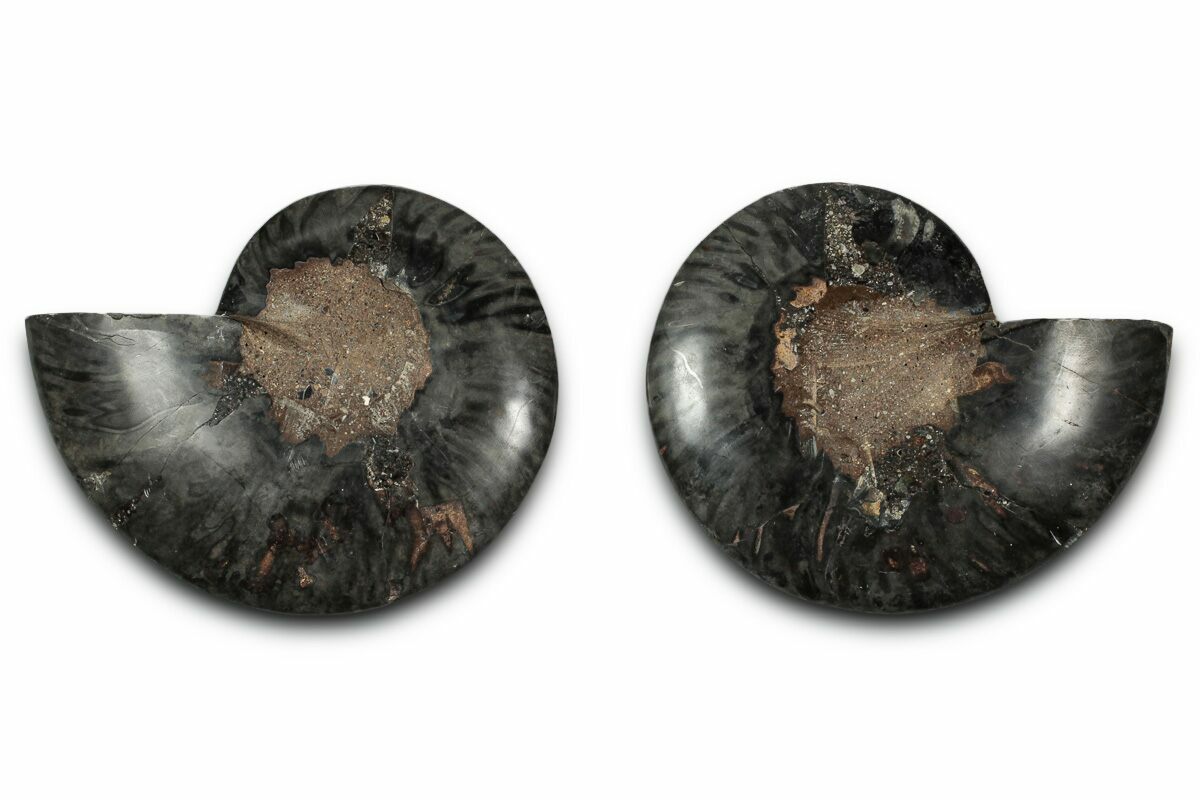 4.3" Cut & Polished Ammonite Fossil - Unusual Black Color (#339130) For ...