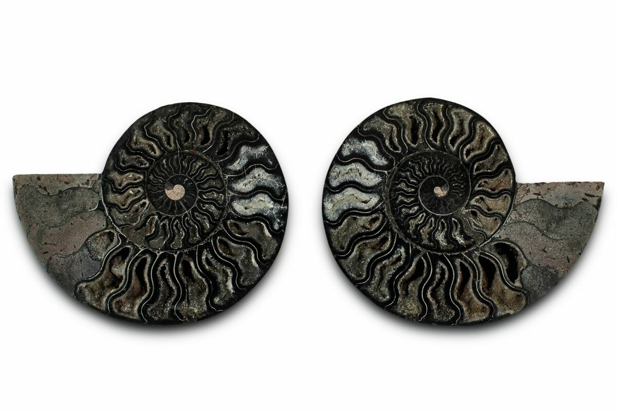 5.7" Cut & Polished Ammonite Fossil - Unusual Black Color (#339134) For ...