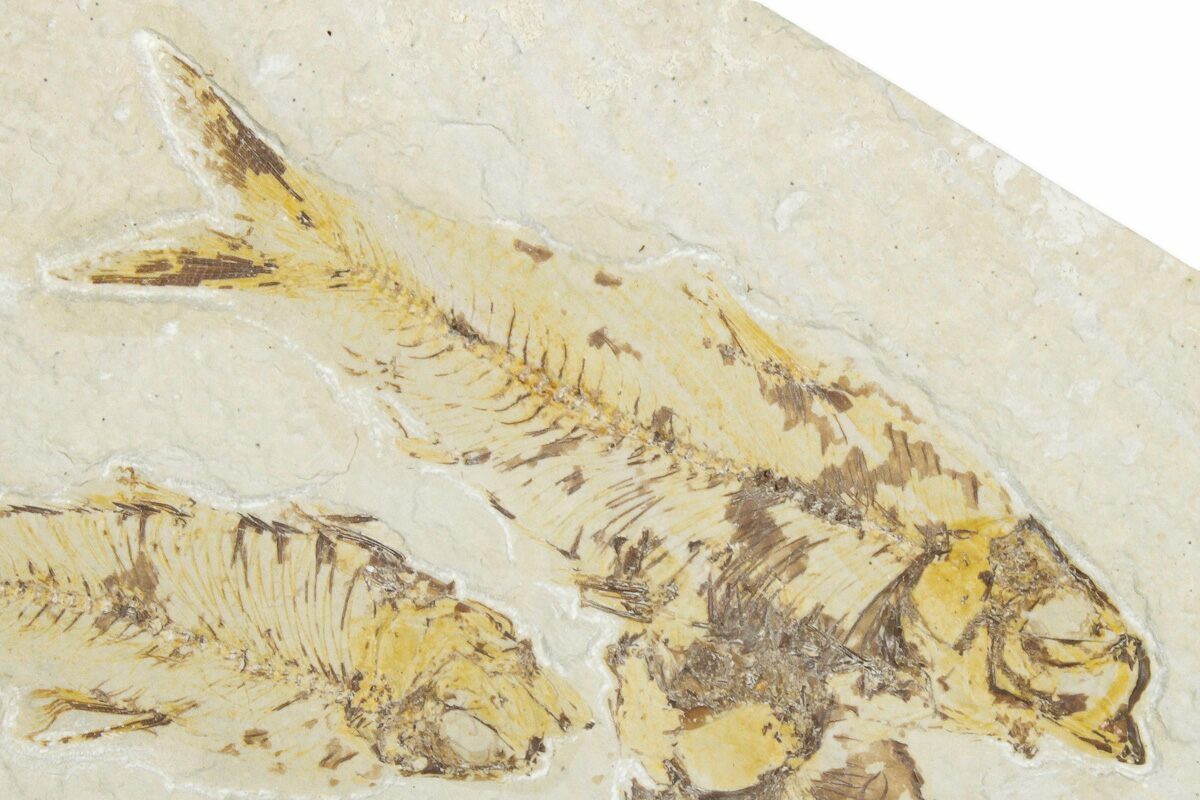 6.5" Shale with Three Fossil Fish (Knightia) - Wyoming (#334043) For ...