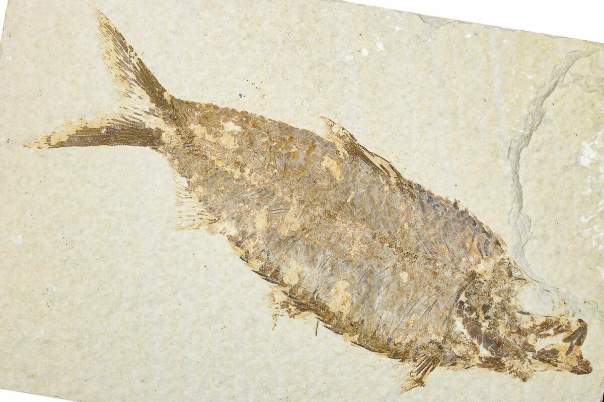 4.6" Detailed Fossil Fish (Knightia) - Wyoming (#334411) For Sale ...