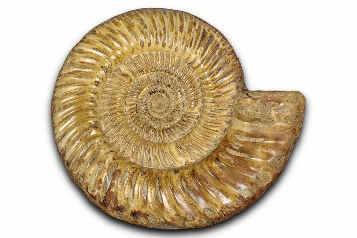 8.5" Polished Jurassic Ammonite (Kranosphinctes) - Madagascar (#337702 ...