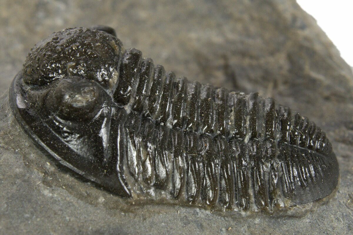 .95" Detailed Proetid (Gerastos) Trilobite Fossil - Morocco (#340244 ...