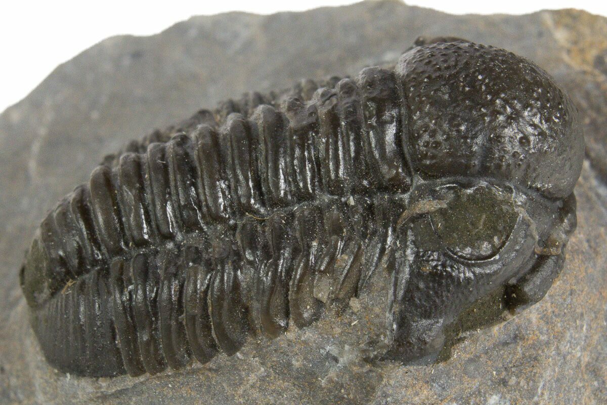 .92" Detailed Proetid (Gerastos) Trilobite Fossil - Morocco (#340245 ...