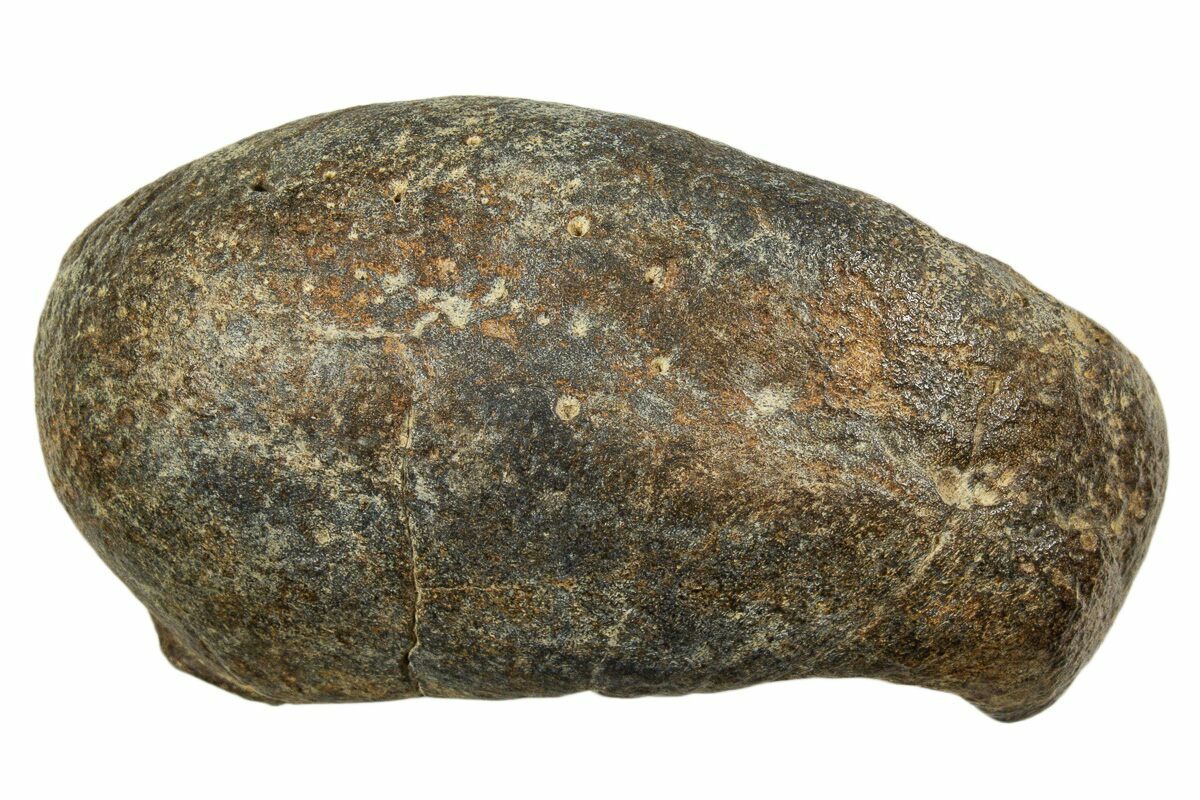 4.6" Huge Fossil Whale Ear Bone - South Carolina (#340185) For Sale ...