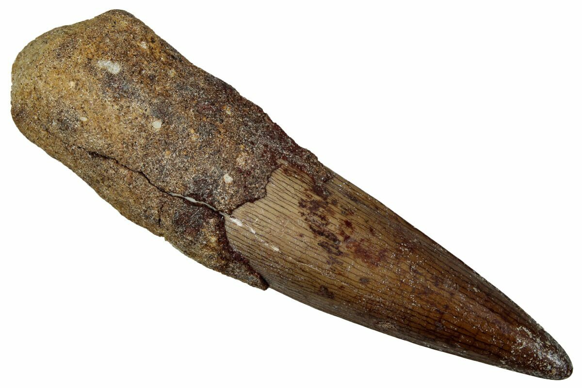 3.10" Fossil Spinosaurus Tooth - Real Dinosaur Tooth (#340342) For Sale ...
