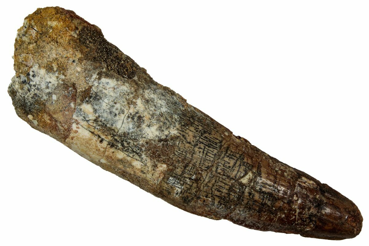 3.20" Fossil Spinosaurus Tooth - Real Dinosaur Tooth (#340397) For Sale ...