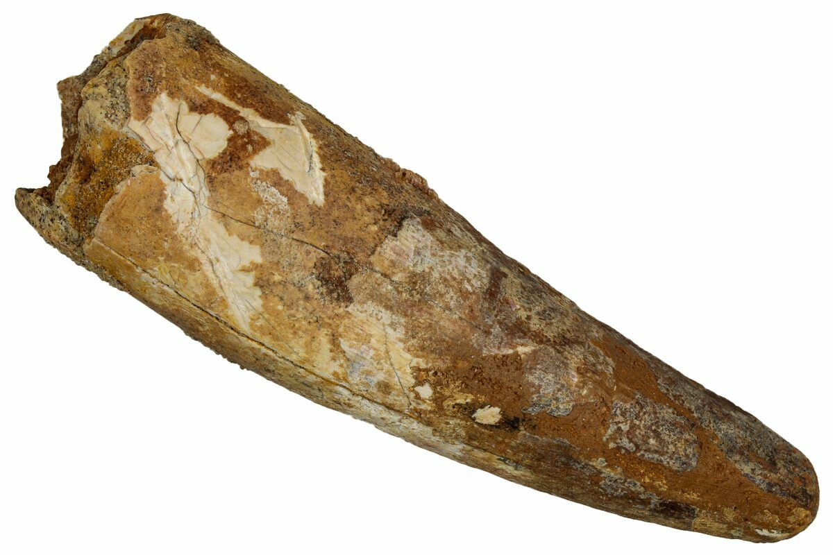 3.80" Fossil Spinosaurus Tooth - Feeding Worn Tip (#340398) For Sale ...