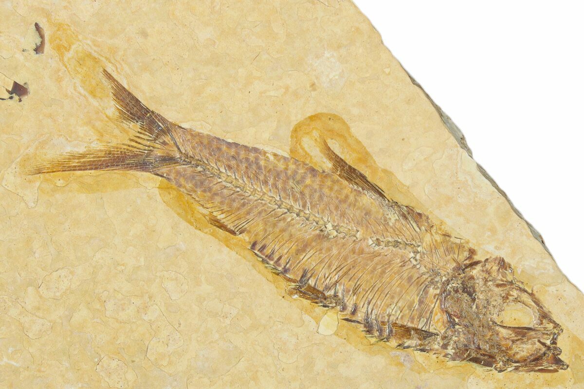 3.8" Detailed Fossil Fish (Knightia) - Wyoming (#340769) For Sale ...