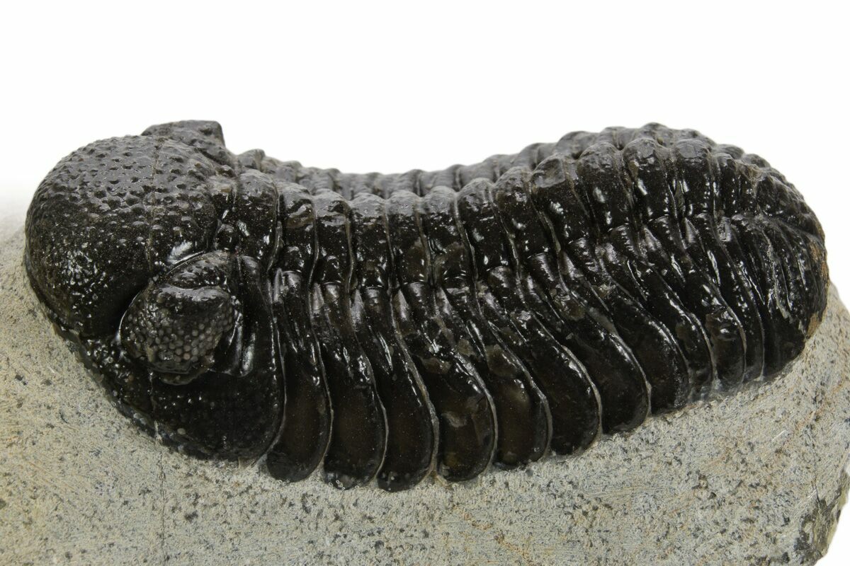 2.1" Detailed Morocops Trilobite - Ofaten, Morocco (#340912) For Sale ...