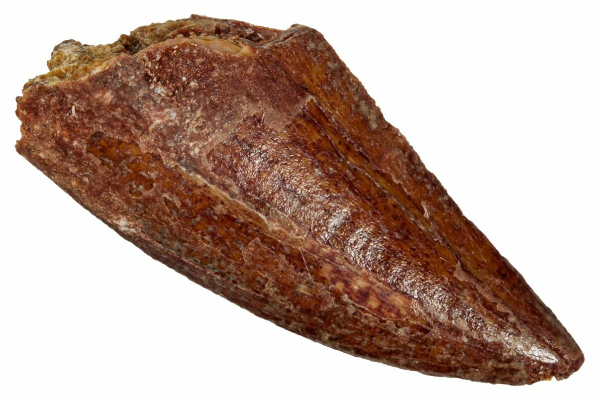 .80" Raptor Tooth - Real Dinosaur Tooth (#341244) For Sale - FossilEra.com