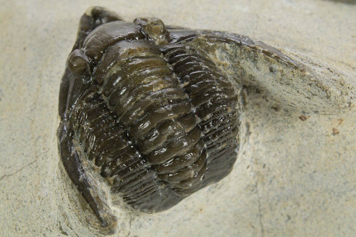 Bargain, 1.1" Diademaproetus Trilobite - Ofaten, Morocco (#341325) For Sale - FossilEra.com