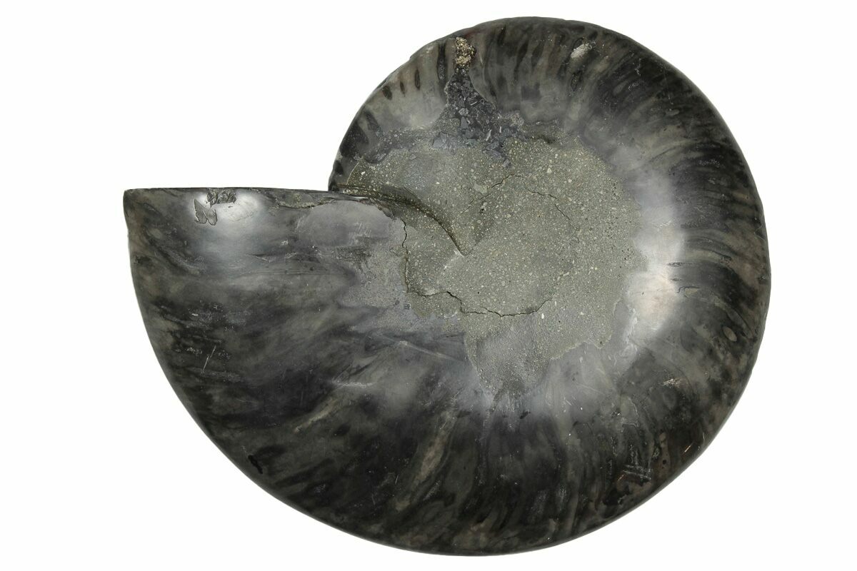 7.2" Cut & Polished Ammonite Fossil (Half) - Unusual Black Color ...
