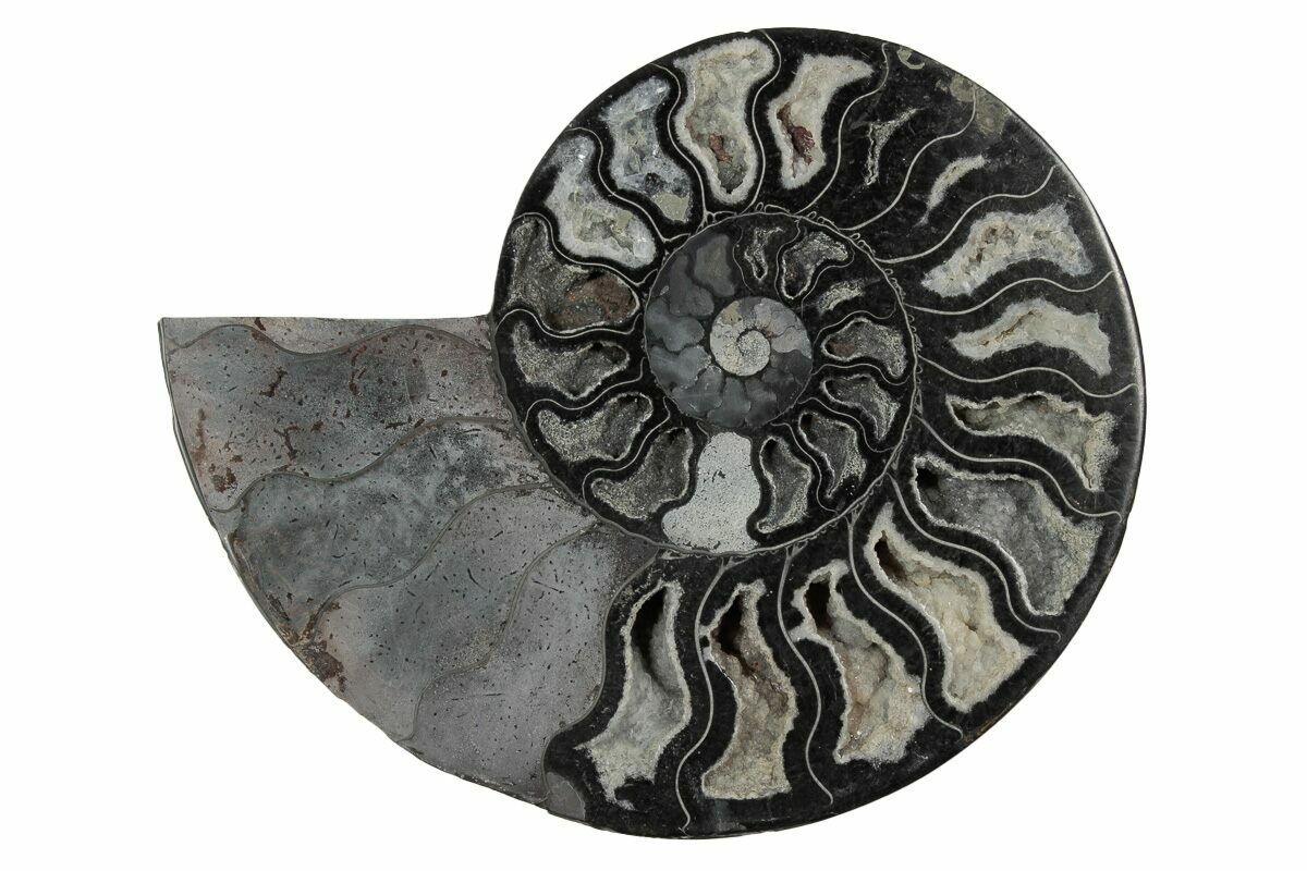 7" Cut & Polished Ammonite Fossil (Half) - Unusual Black Color (#339140 ...