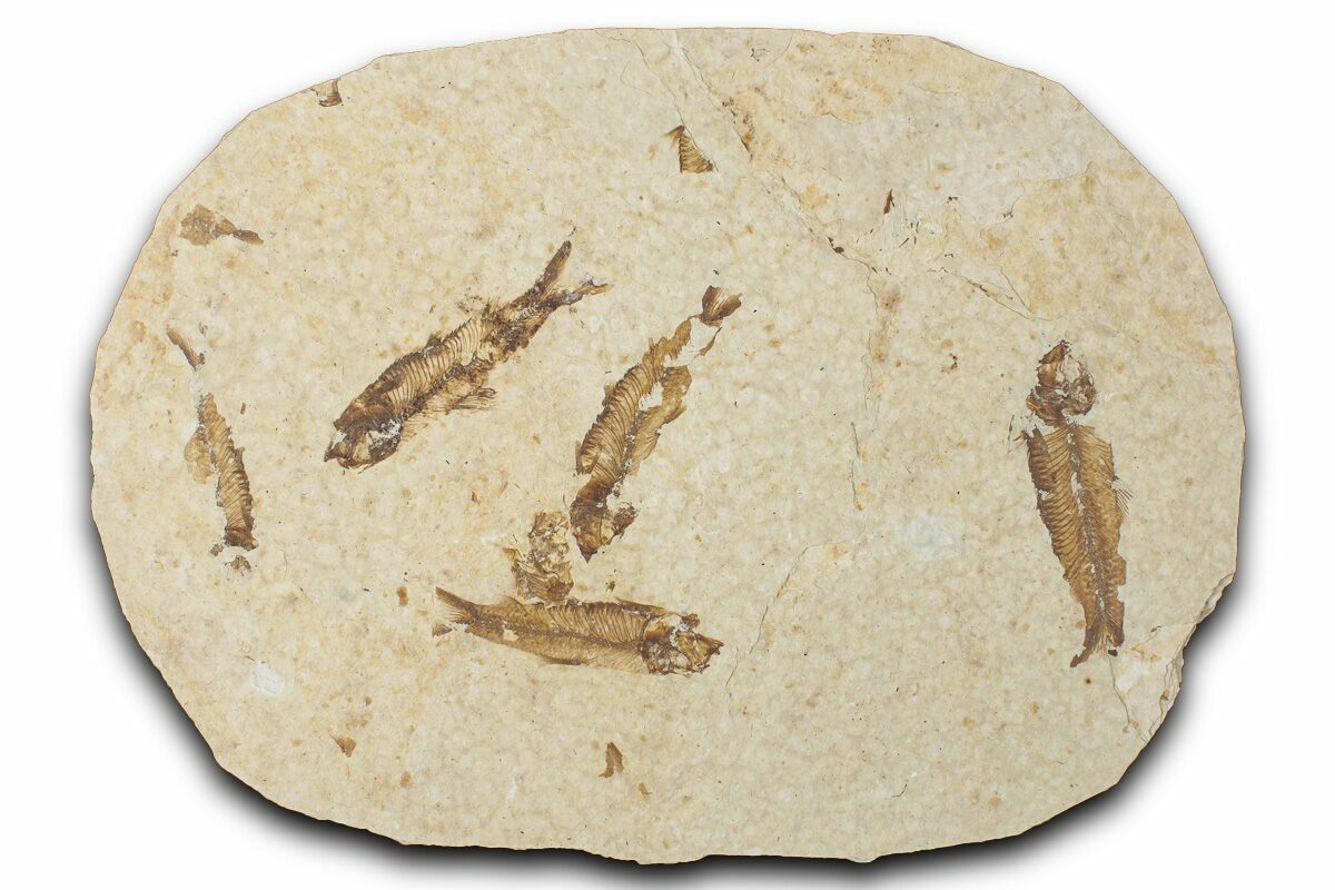 6.9" Fossil Fish (Knightia) Mortality Plate - Wyoming (#339002) For ...