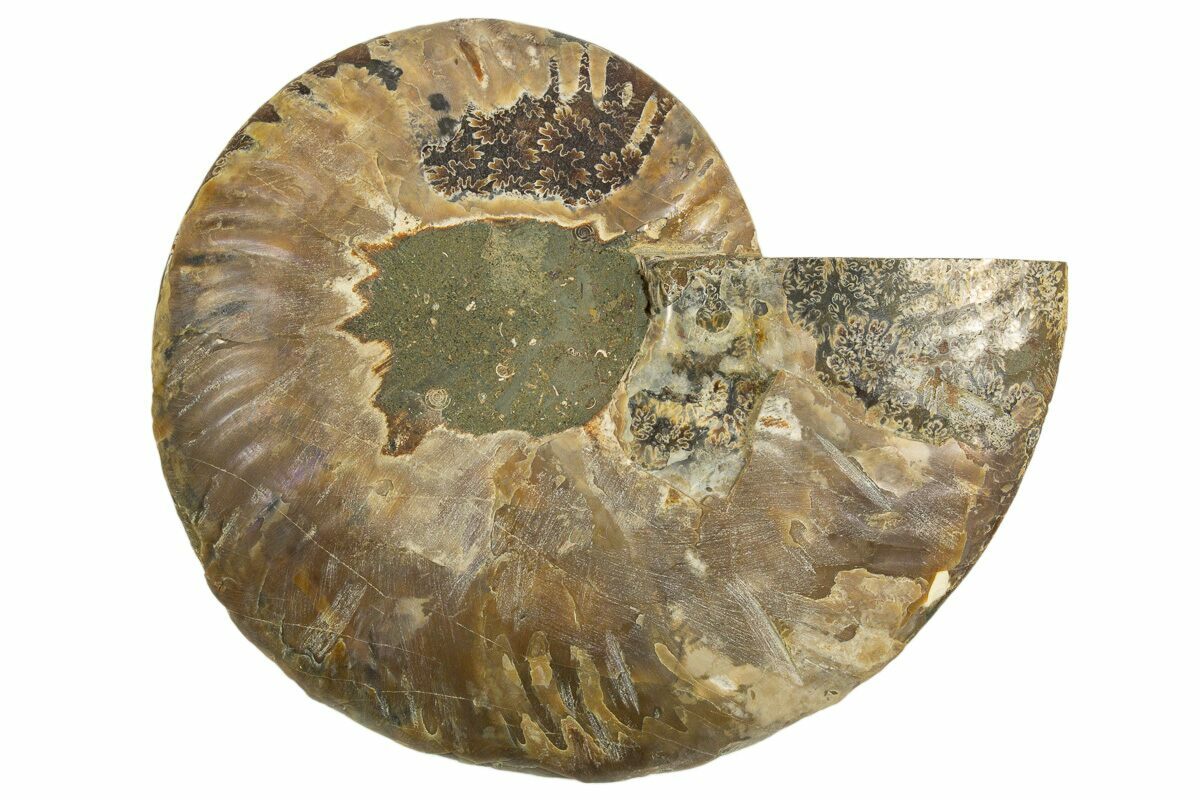 5.7" Cut & Polished Ammonite Fossil (Half) - Madagascar (#336789) For ...