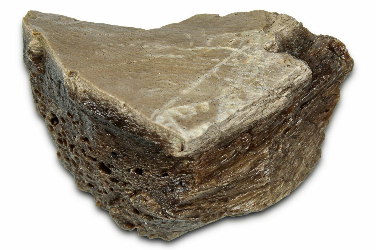 1.1" Fossil Tyrannosaur (T. rex) Bone Section - Wyoming (#342620) For ...