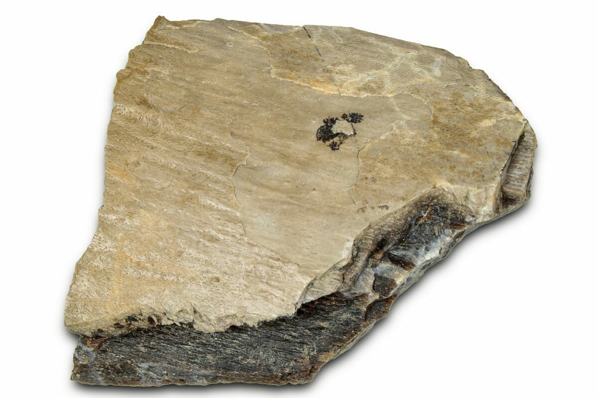 1.5" Fossil Tyrannosaur (T. rex) Bone Section - Wyoming (#342748) For ...