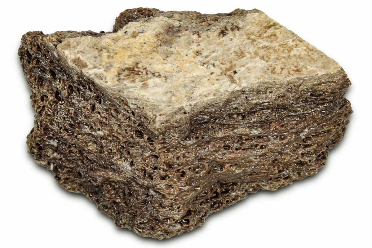 2.1" Fossil Tyrannosaur (T. rex) Bone Section - Wyoming (#342753) For ...