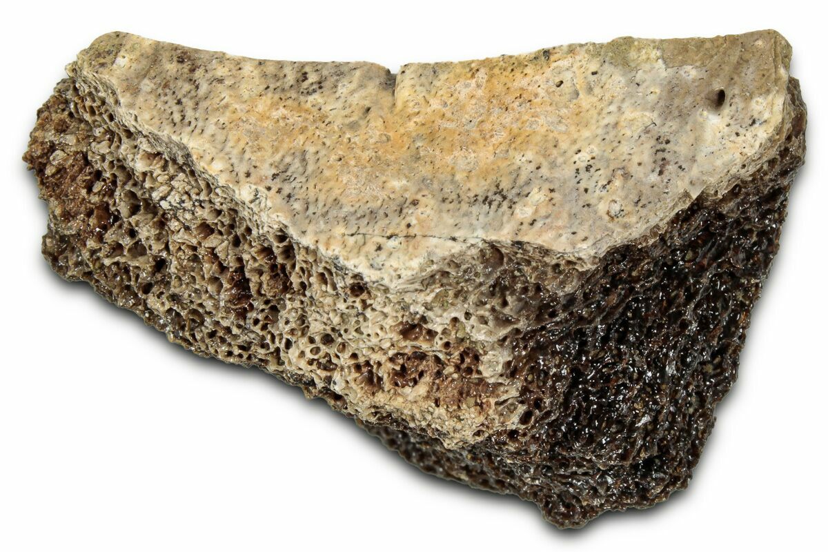 1.6" Fossil Tyrannosaur (T. rex) Bone Section - Wyoming (#342810) For ...