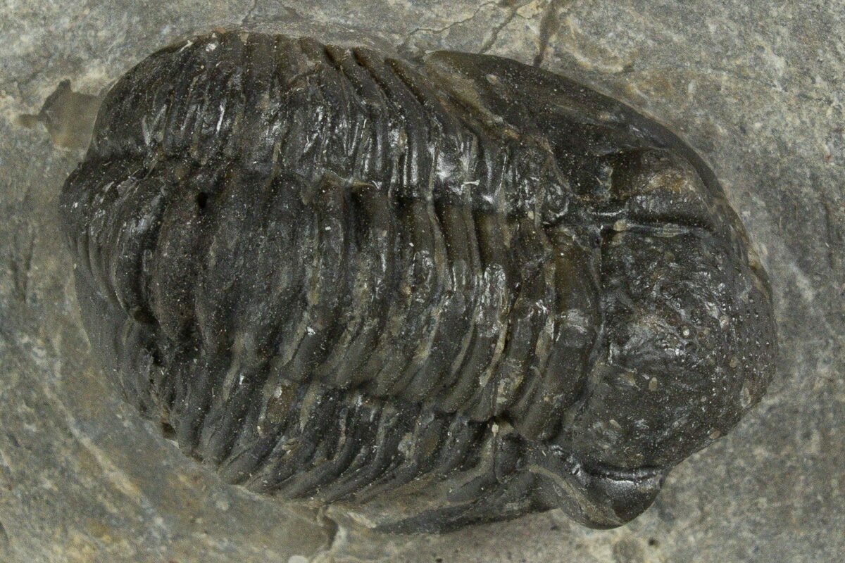 1.1" Detailed Proetid (Gerastos) Trilobite Fossil - Morocco (#342911 ...