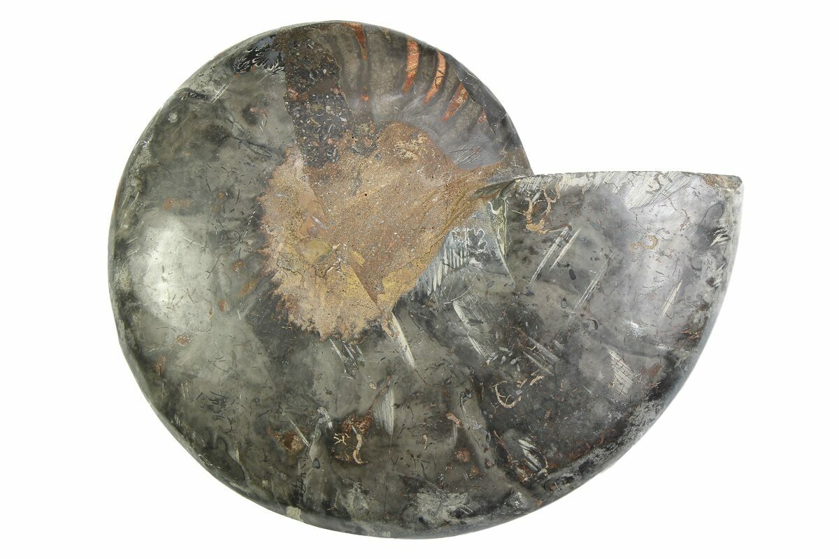 6.6" Cut & Polished Ammonite Fossil (Half) - Unusual Black Color ...