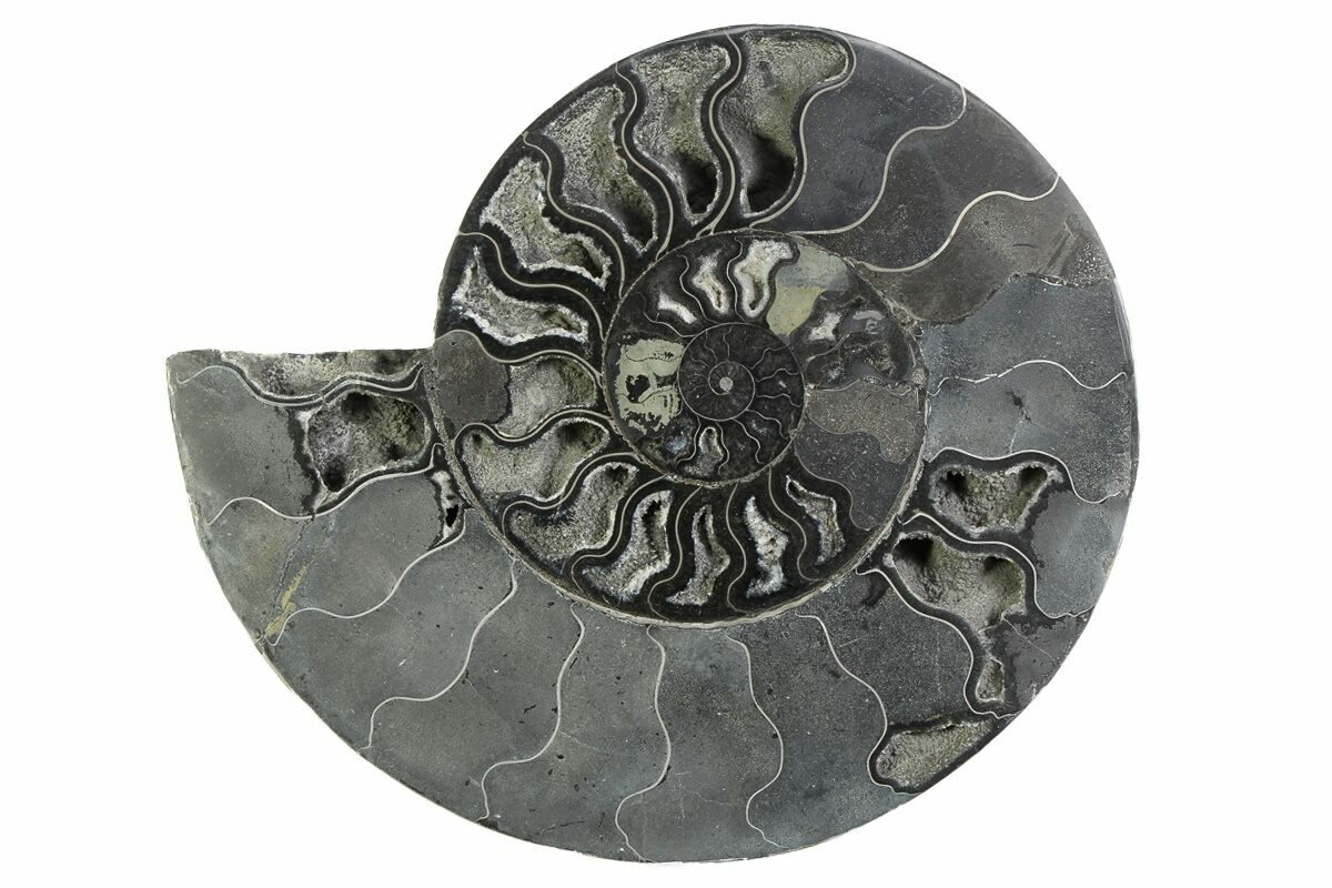 9" Cut & Polished Ammonite Fossil (Half) - Unusual Black Color (#339149 ...