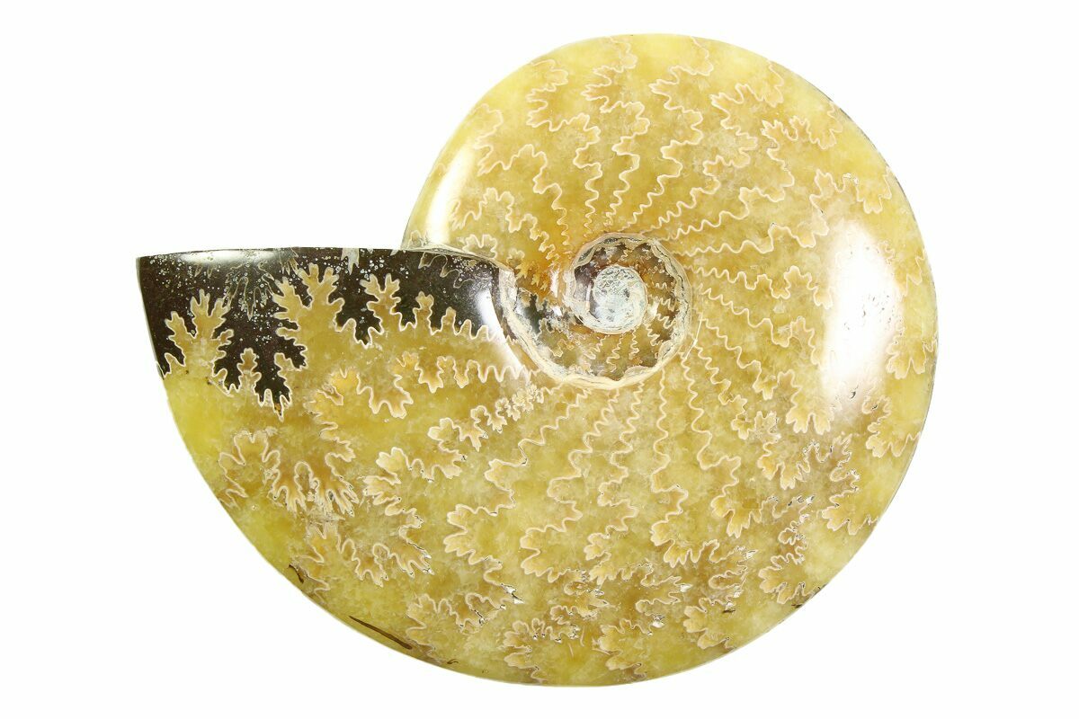 4.3" Polished Ammonite (Cleoniceras) Fossil - Madagascar (#339232) For ...