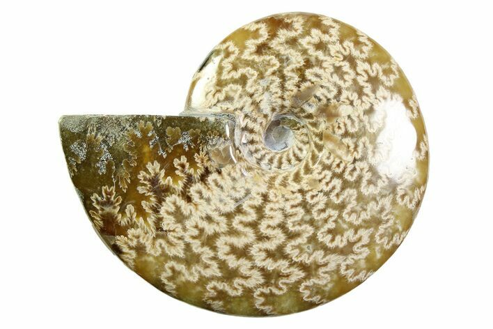 4.9" Polished Ammonite (Cleoniceras) Fossil - Madagascar (#339233) For ...