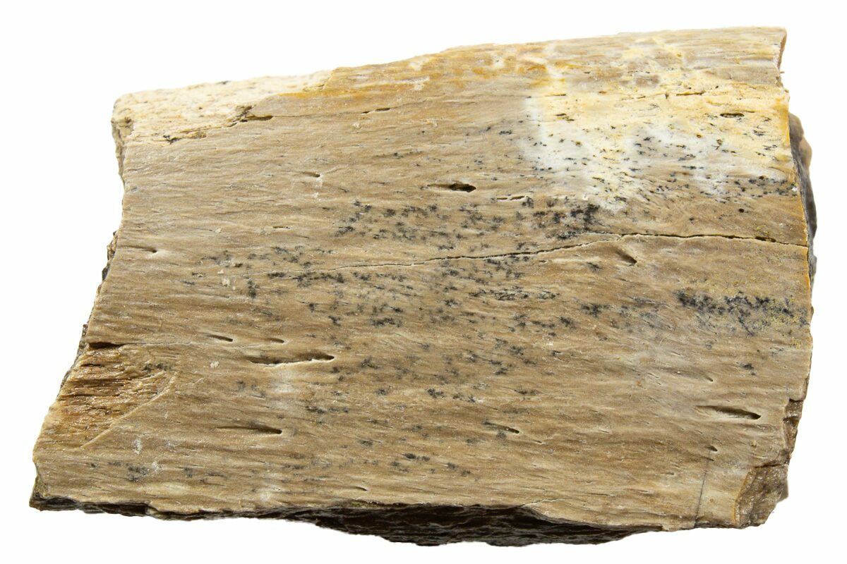 1.45" Fossil Tyrannosaur (T. rex) Bone Section - Wyoming (#342856) For ...