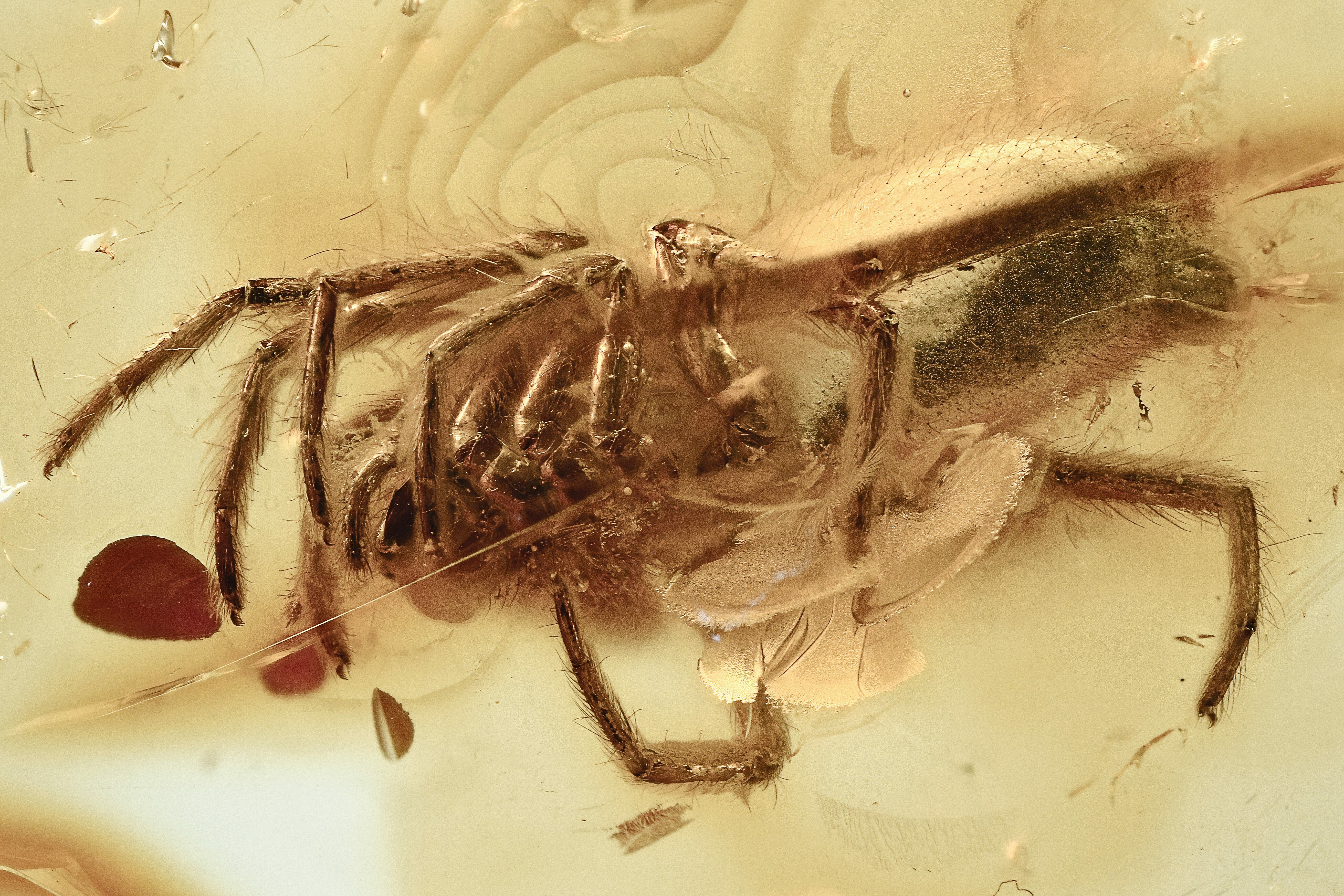 Detailed Fossil Spider (Araneae) In Baltic Amber (#343235) For Sale ...