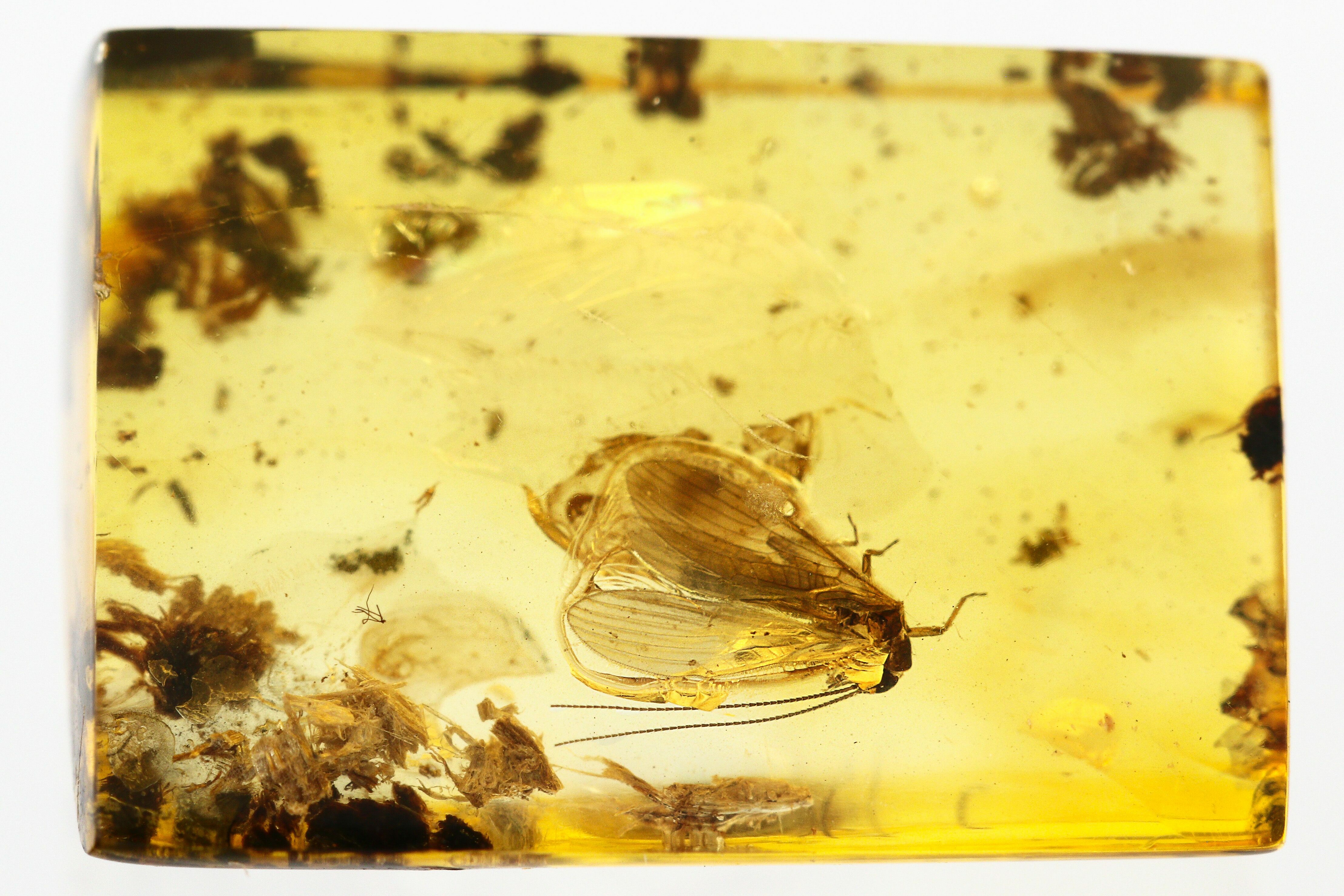 Detailed Fossil Stonefly (Plecoptera) In Baltic Amber (#343239) For ...