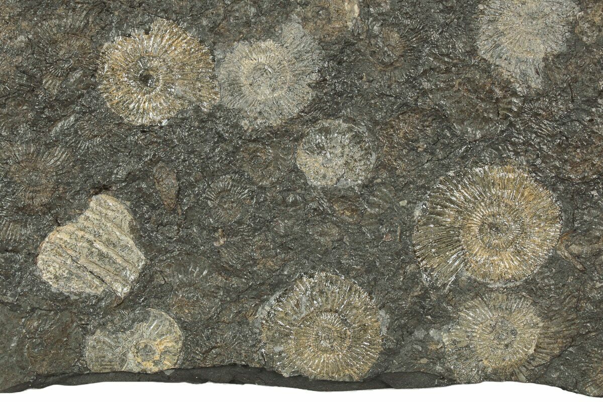 7.7" Fossil Ammonite Cluster - Posidonia Shale, Germany (#343451) For ...