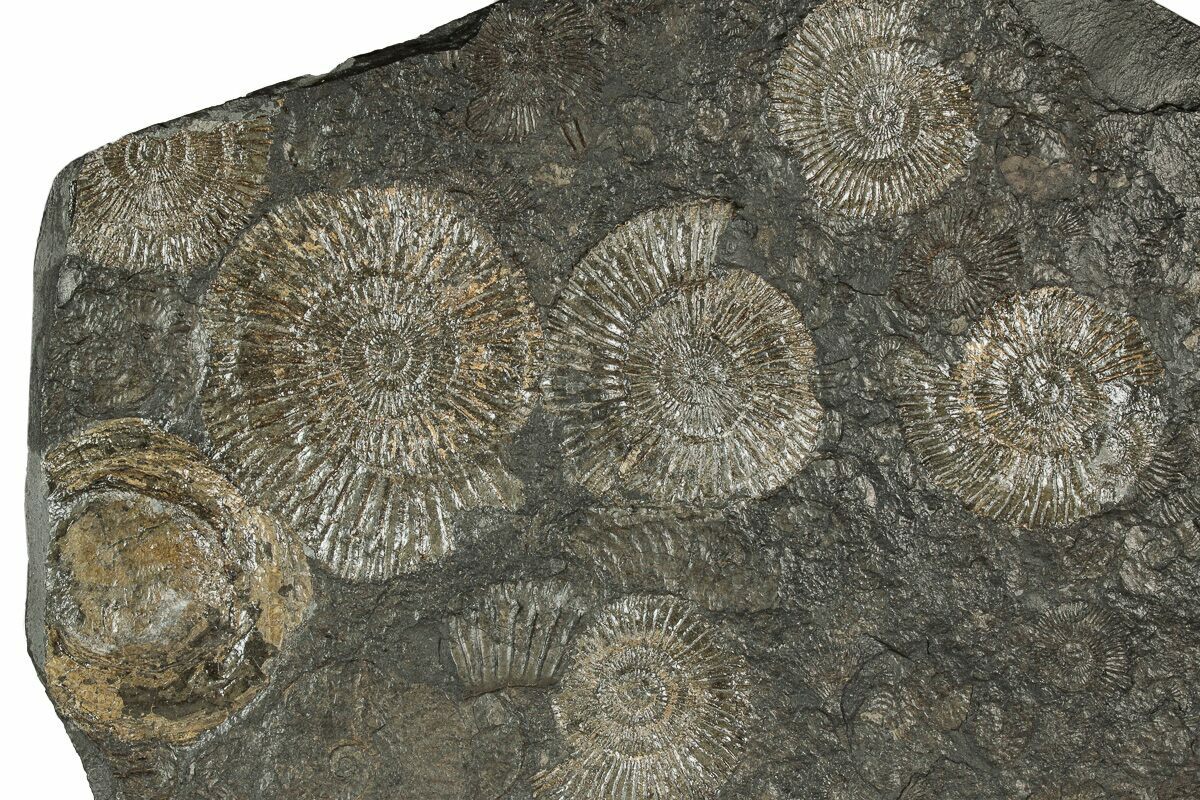7.9" Fossil Ammonite Cluster - Posidonia Shale, Germany (#343453) For ...