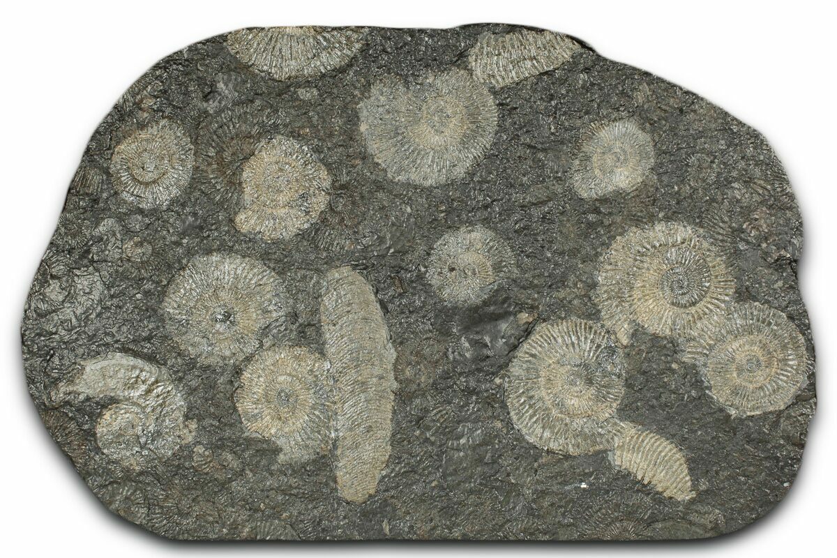 7.8" Fossil Ammonite Cluster - Posidonia Shale, Germany (#343454) For ...