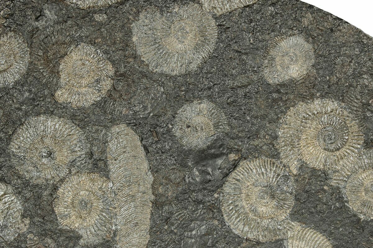 7.8" Fossil Ammonite Cluster - Posidonia Shale, Germany (#343454) For ...
